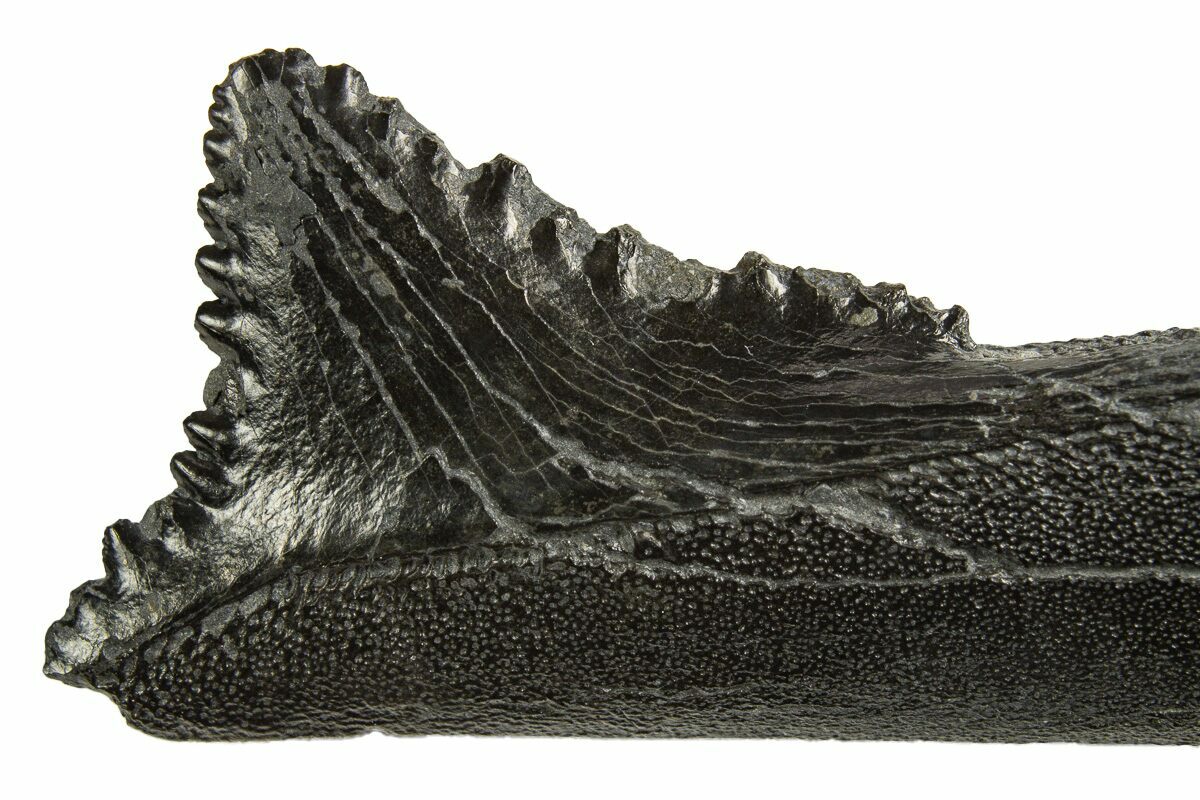 1.6" Bizarre Shark (Edestus) Jaw Section with Tooth - Carboniferous ...
