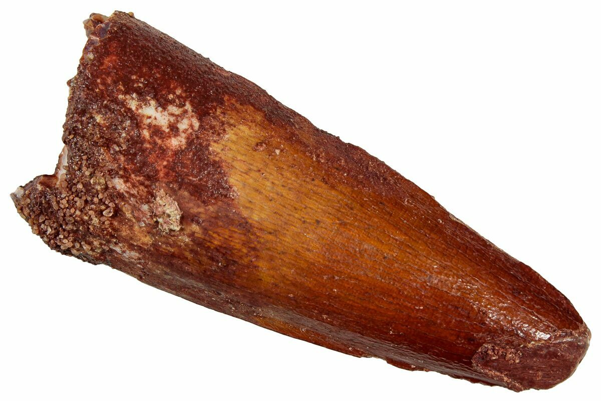 1.58" Fossil Spinosaurus Tooth - Real Dinosaur Tooth (#327956) For Sale ...