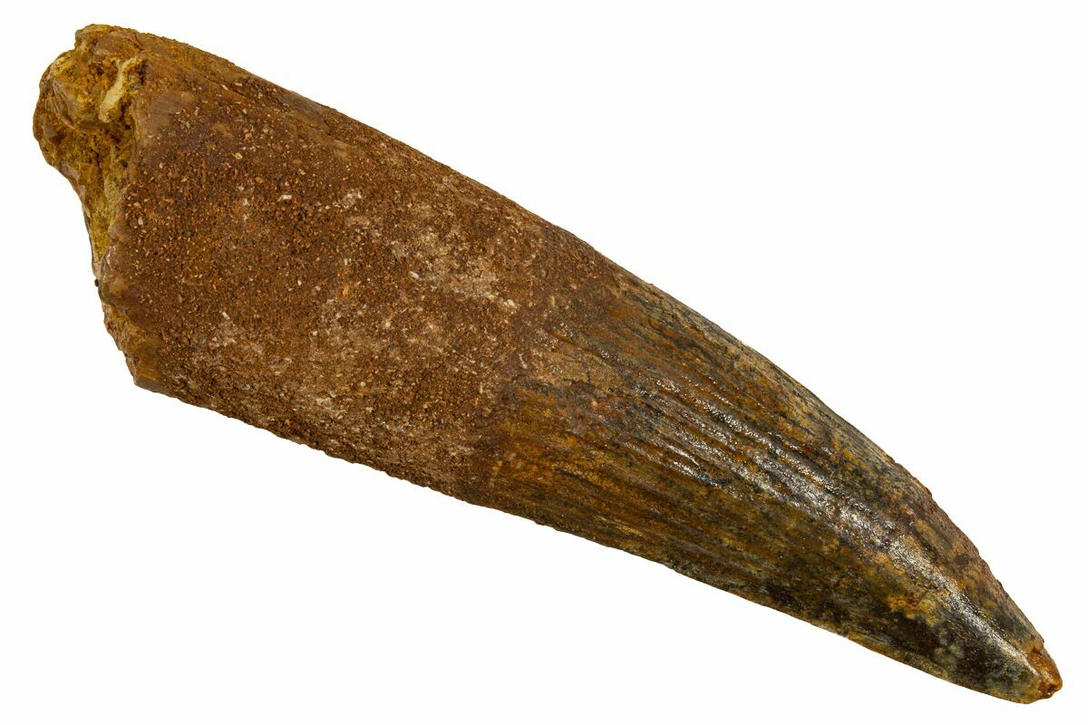 4.68" Real Fossil Spinosaurus Tooth - Huge Dinosaur Tooth (#328051) For ...