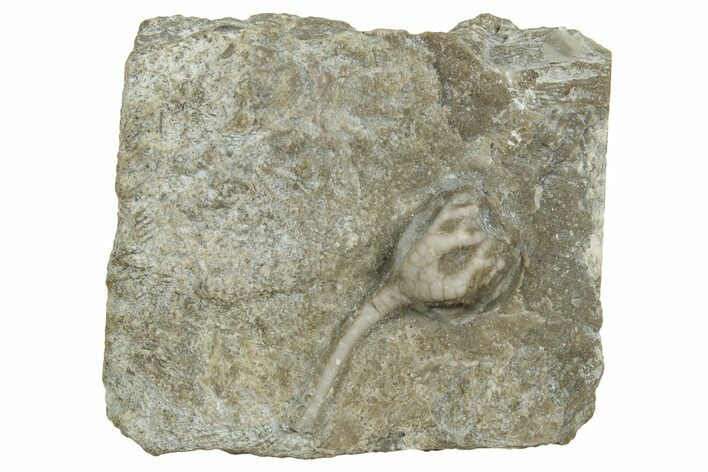 .9" Fossil Crinoid (Taxocrinus) - Alabama (#327288) For Sale ...