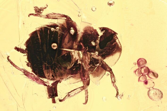 Detailed Fossil Cockroach (Blattodea) In Baltic Amber - Rare! (#328166 ...