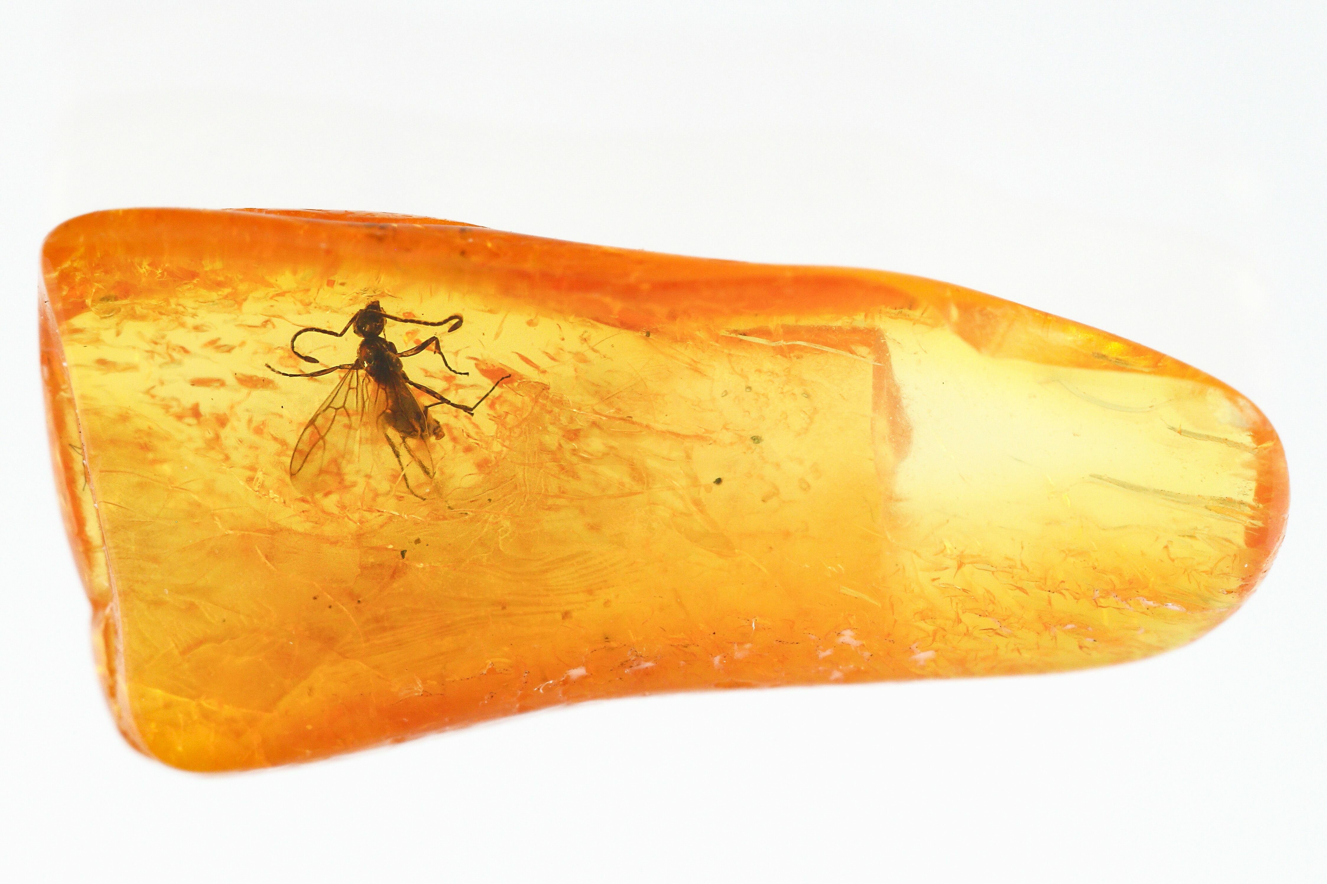 Detailed Fossil Winged Ant (Prenolepis) In Baltic Amber (#328120) For ...