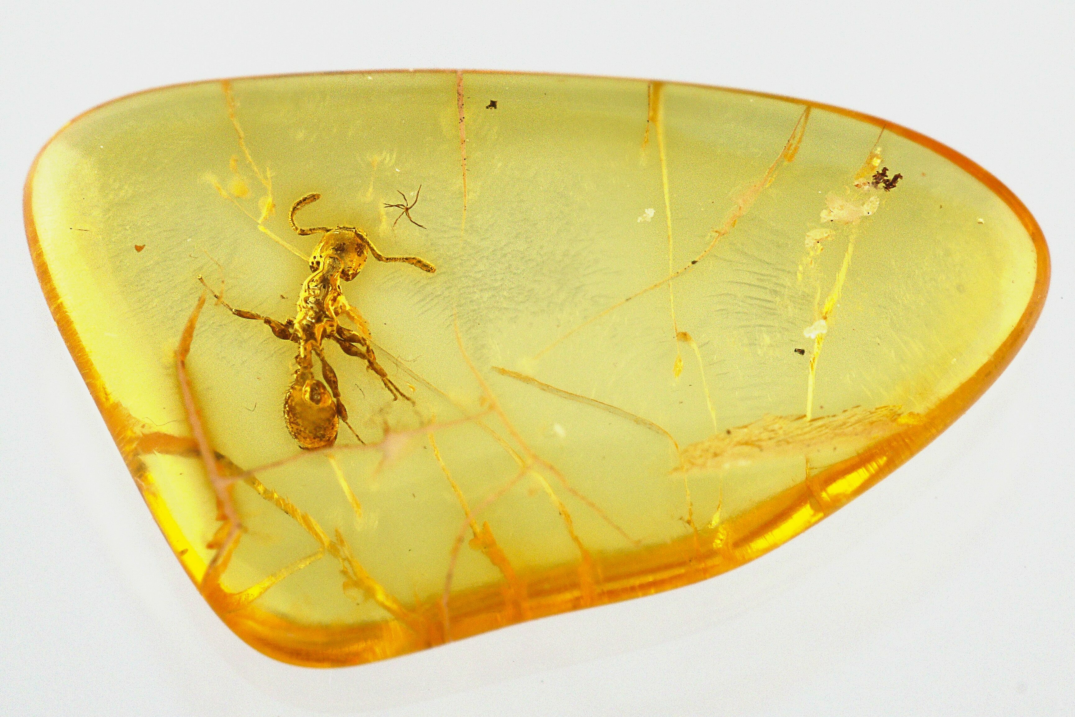 Detailed Fossil Ant (Temnothorax) In Baltic Amber (#328137) For Sale ...