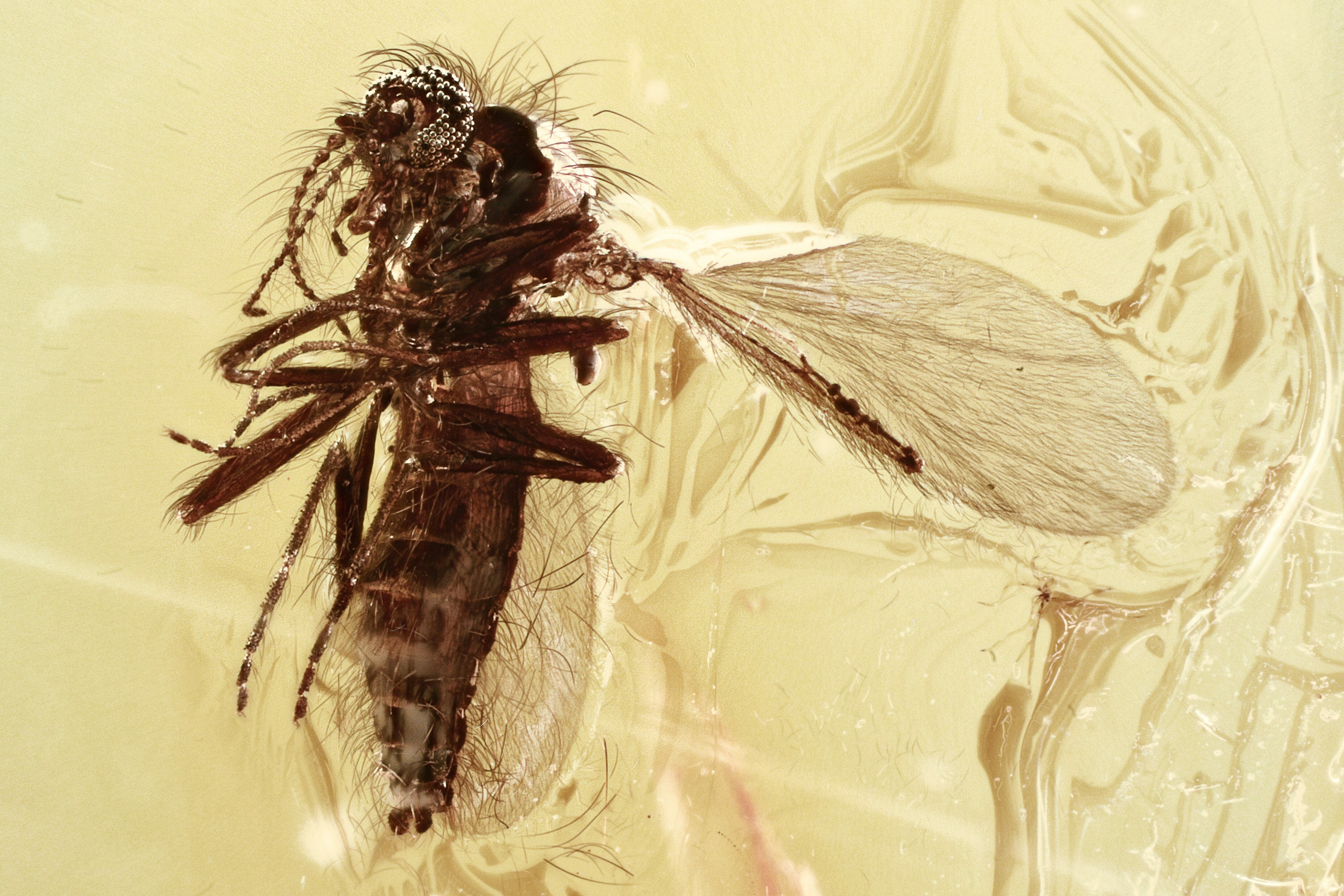 Hairy Biting Midge (Ceratopogonidae) in Baltic Amber (#328174) For Sale - FossilEra.com