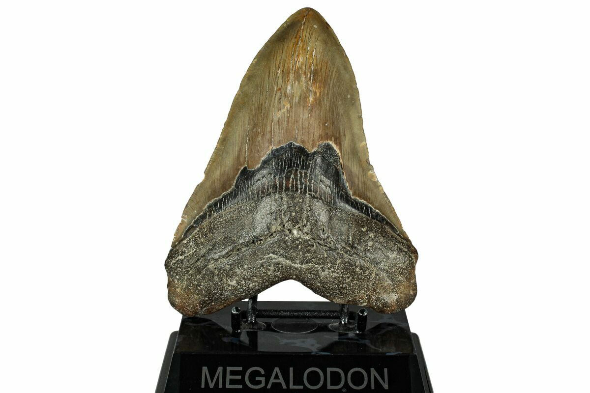 5.50" Fossil Megalodon Tooth - Huge NC Meg (#328313) For Sale ...