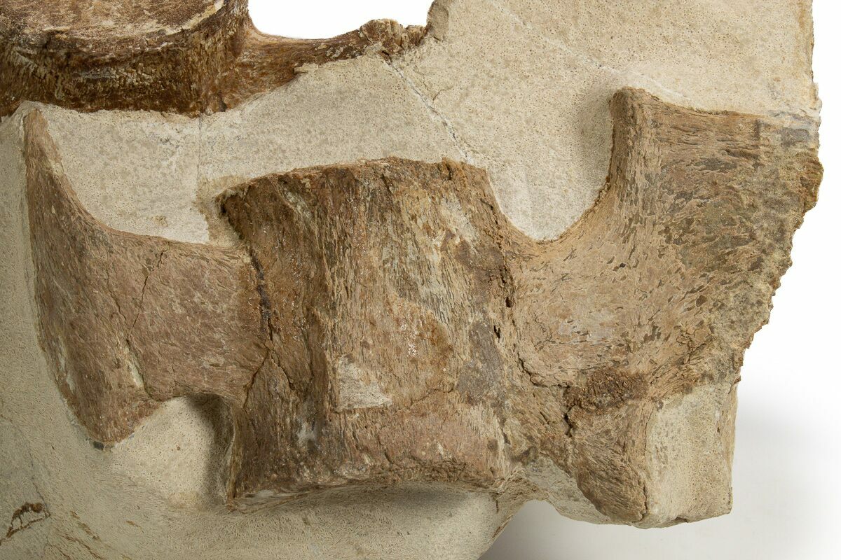 8.8" Fossil Plesiosaur (Thililua?) Vertebrae in Rock - Asfla, Morocco ...