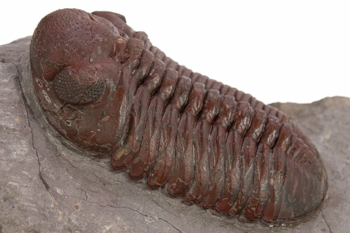 1.9" Red Austerops Trilobite - Hmar Laghdad, Morocco (#328624) For Sale ...