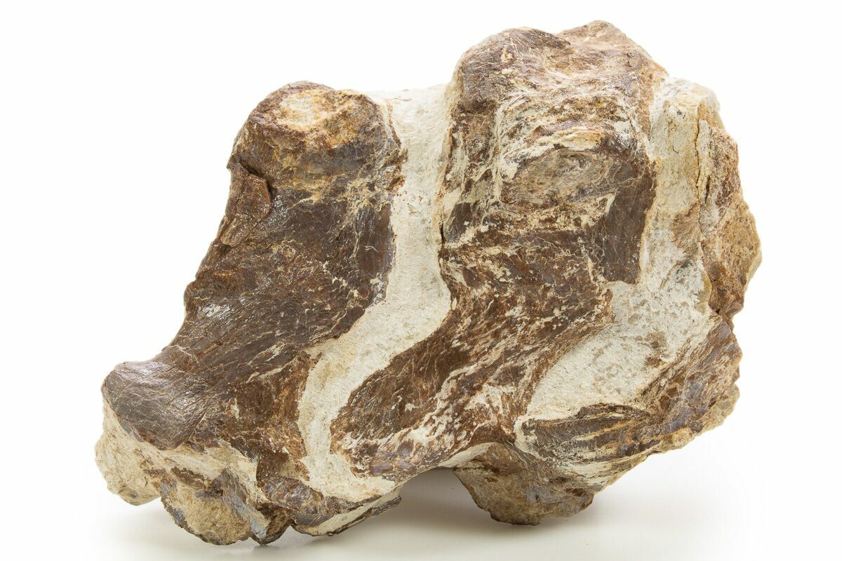 5.2" Two Associated Fossil Plesiosaur Vertebrae - Asfla, Morocco ...