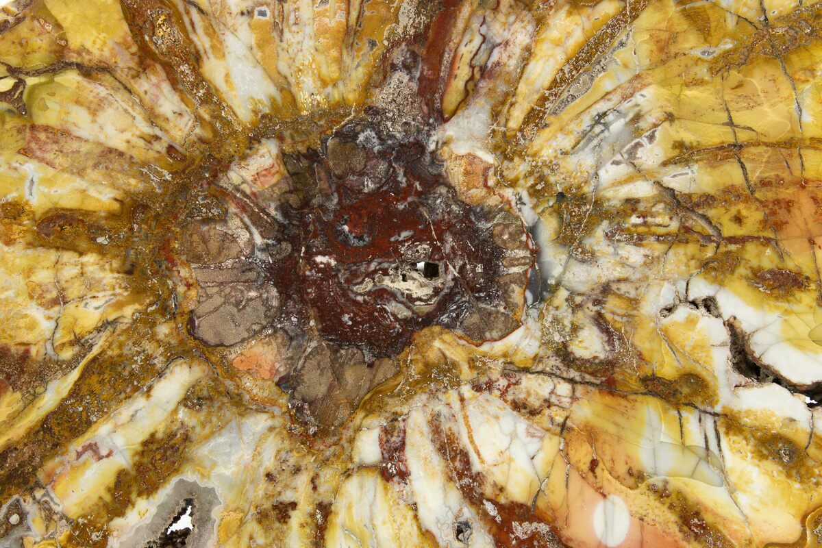 7.4" Colorful Petrified Wood Slab - Weird Grain Patterns (#327312) For ...