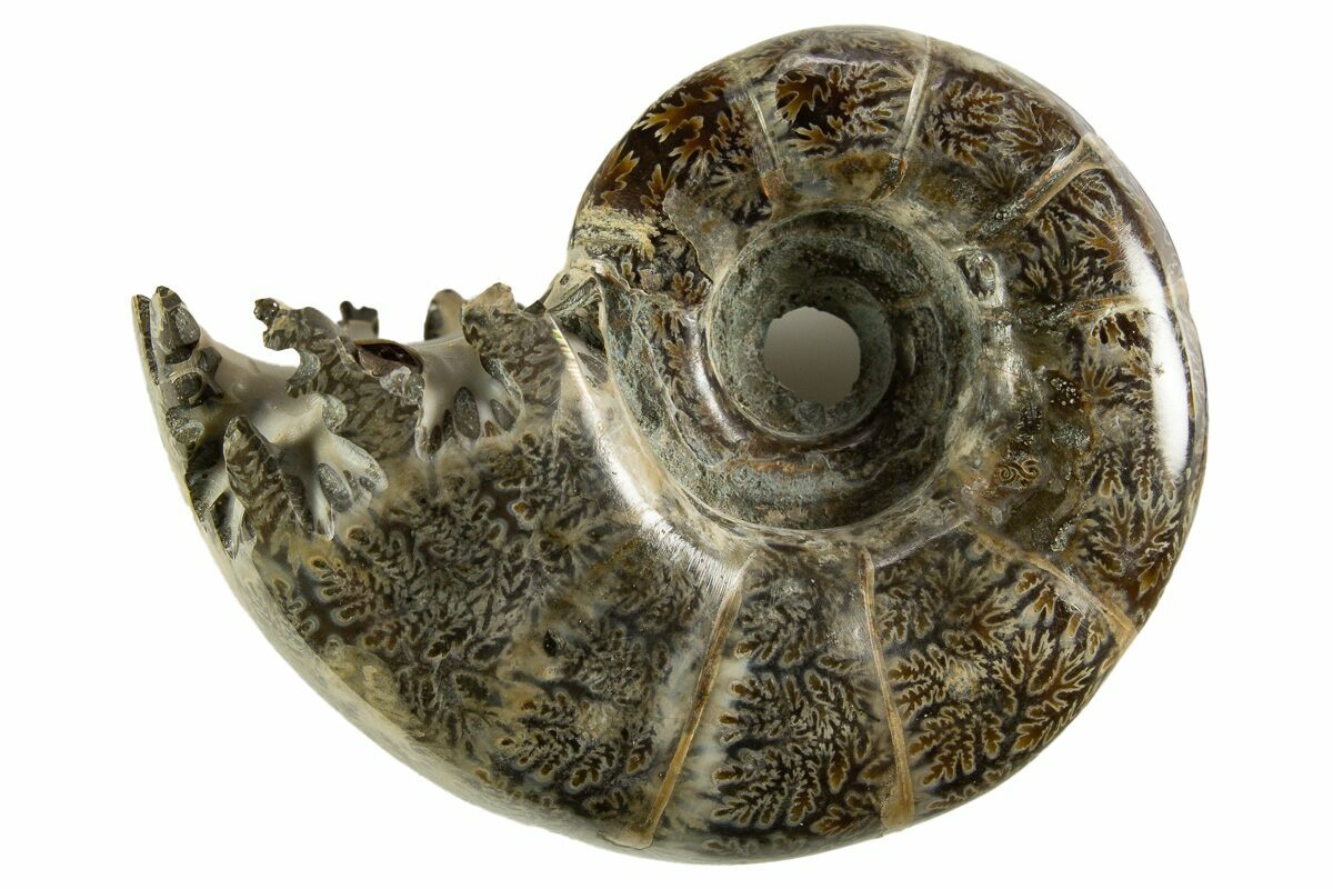 2.6" Polished, Chambered Ammonite (Argonauticeras) Fossil - Madagascar ...