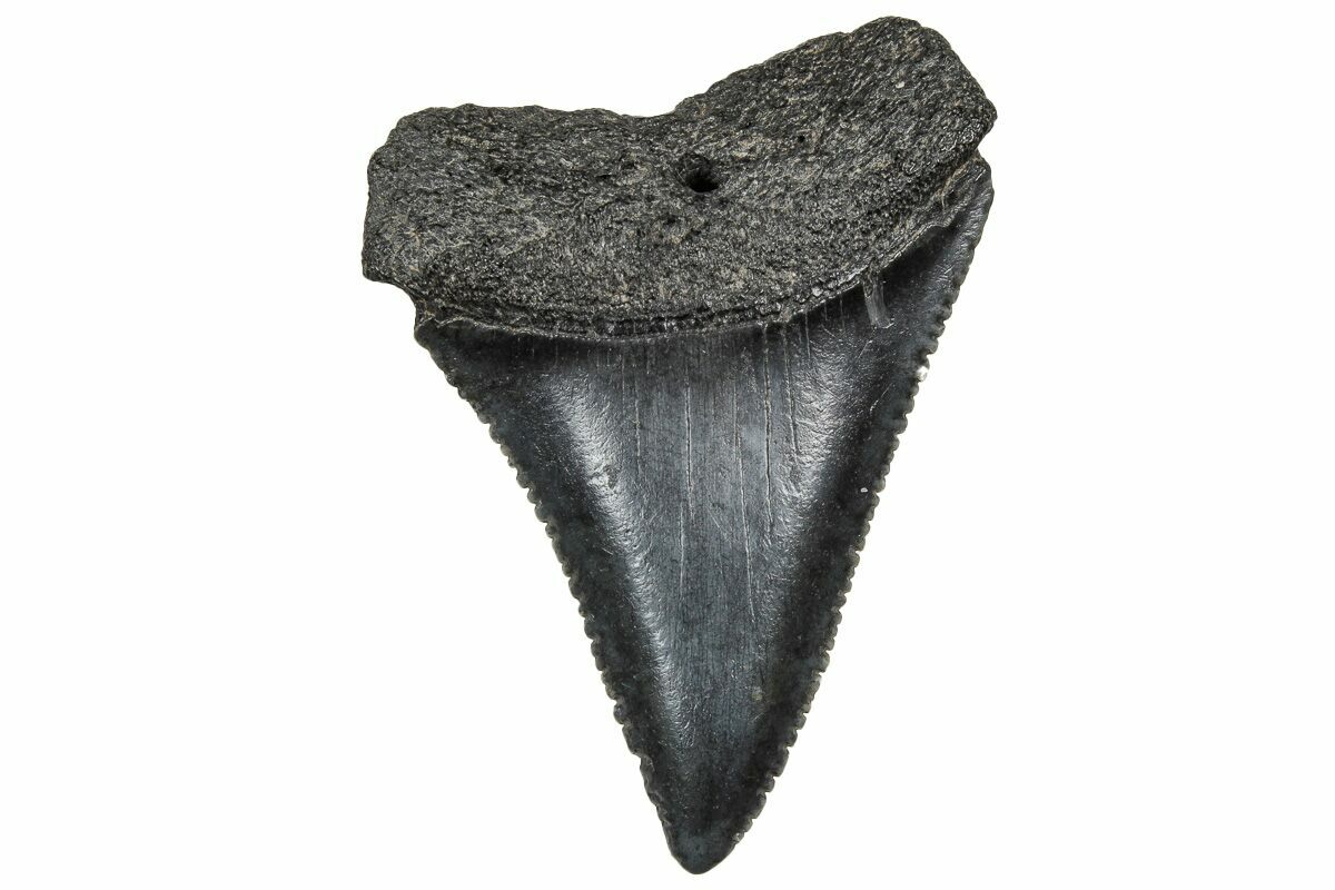 Serrated, 1.71" Fossil Great White Shark Tooth - South Carolina (#328915) For Sale - FossilEra.com
