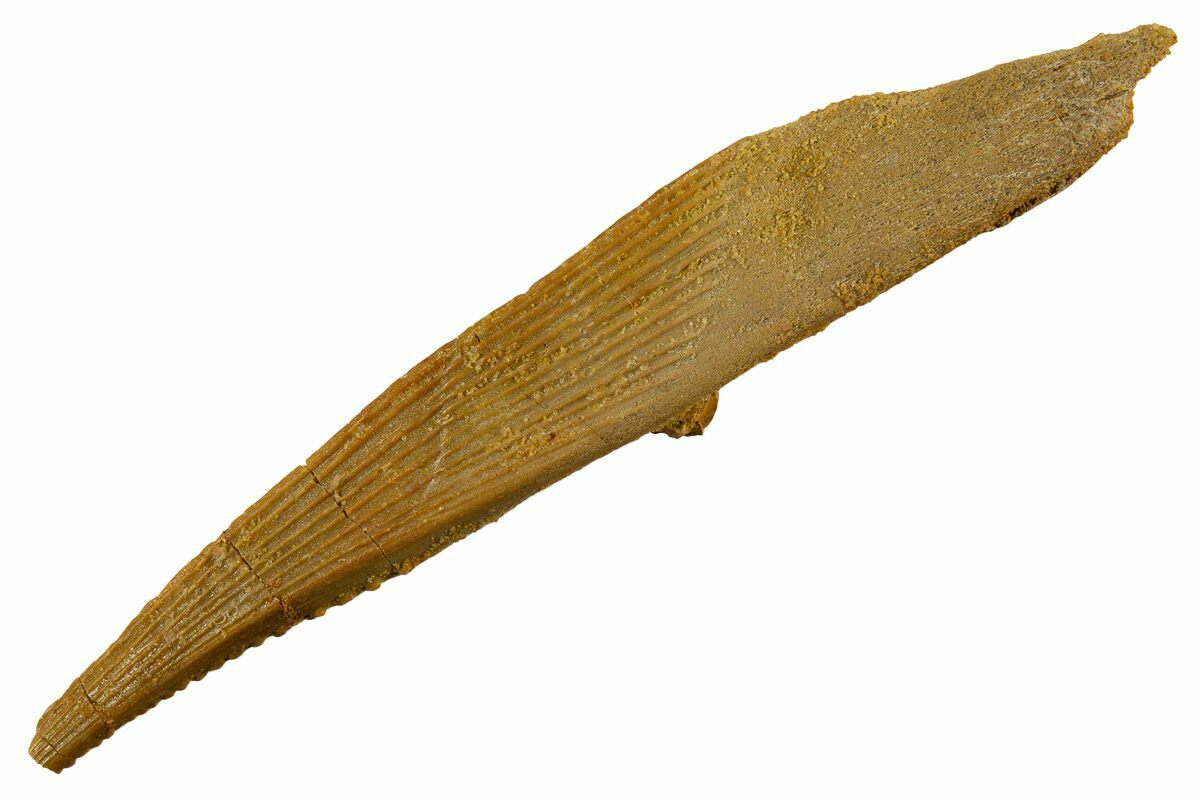 6" Fossil Shark (Hybodus) Dorsal Spine - Kem Kem Beds, Morocco (#329267 ...