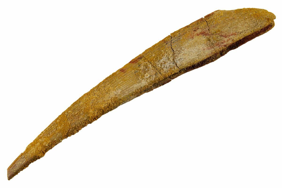 6.2" Fossil Shark (Hybodus) Dorsal Spine - Kem Kem Beds, Morocco ...
