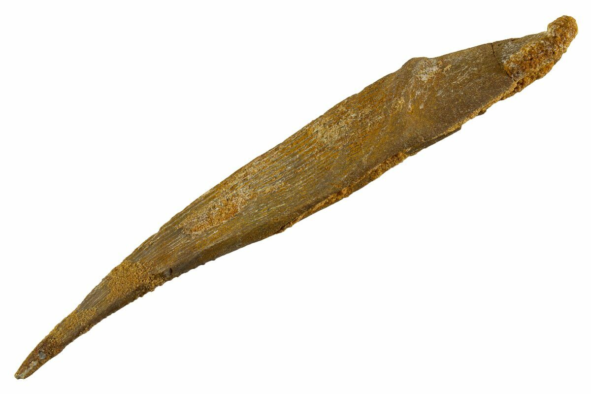 7.2" Fossil Shark (Hybodus) Dorsal Spine - Kem Kem Beds, Morocco ...