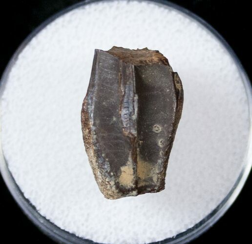 .76" Hadrosaur (Duck-Billed Dinosaur) Tooth - Judith River (#17643) For ...