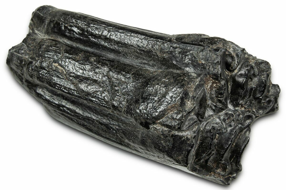 2.4" Pleistocene Aged Fossil Horse Tooth - South Carolina (#320482) For ...