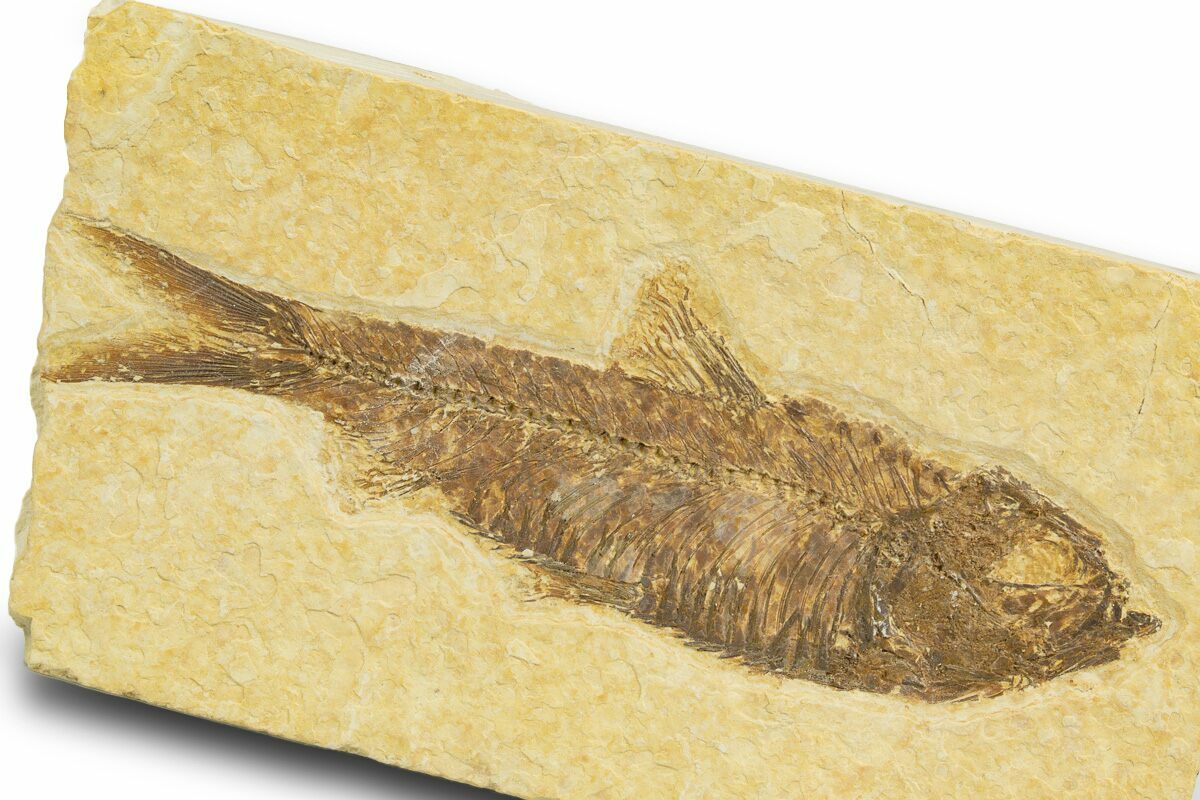 4.45" Detailed Fossil Fish (Knightia) - Wyoming (#329550) For Sale ...