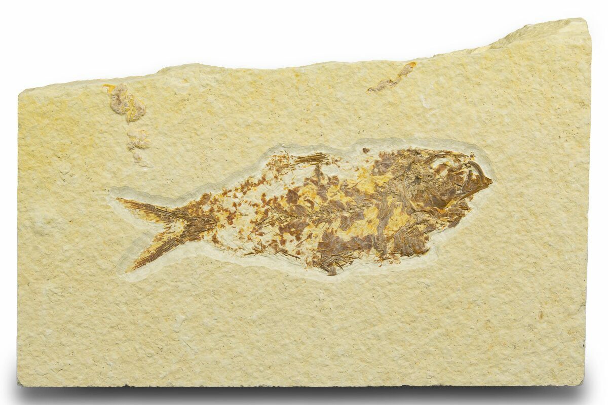 Bargain, 4.5" Fossil Fish (Knightia) - Wyoming (#329712) For Sale ...