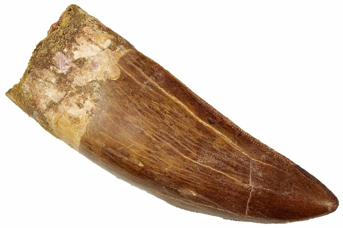 3.76" Serrated Carcharodontosaurus Tooth - Excellent Quality (#329980 ...