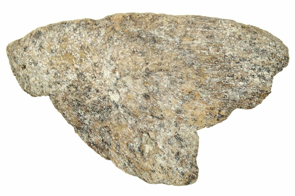 2" Dinosaur (Triceratops) Frill Shield Section - Montana (#330155) For ...