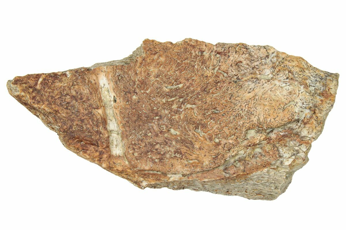 2.1" Dinosaur (Triceratops) Frill Shield Section - Montana (#330166 ...