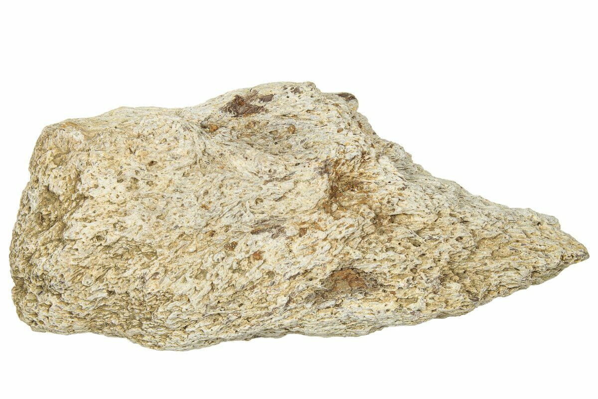 3" Dinosaur (Triceratops) Frill Shield Section - Montana (#330183) For ...