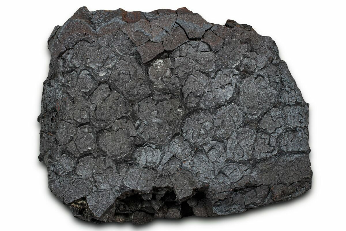 5" Dragon Scale Stone (Iron, Manganese, Siderite Nodule) (#330306) For ...