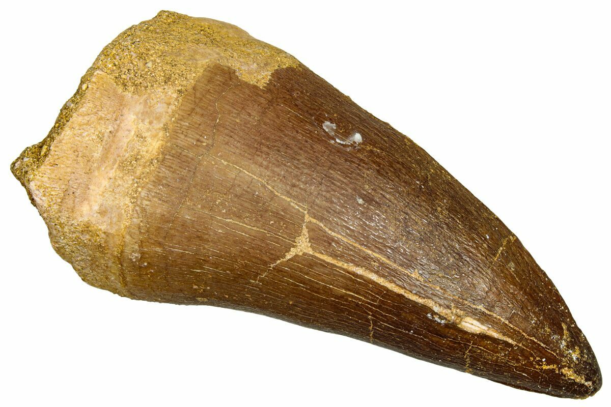 2.45" Fossil Mosasaur (Mosasaurus) Tooth - Morocco (#330238) For Sale ...