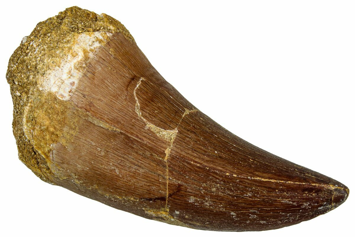 2.2" Fossil Mosasaur (Mosasaurus) Tooth - Morocco (#330241) For Sale ...