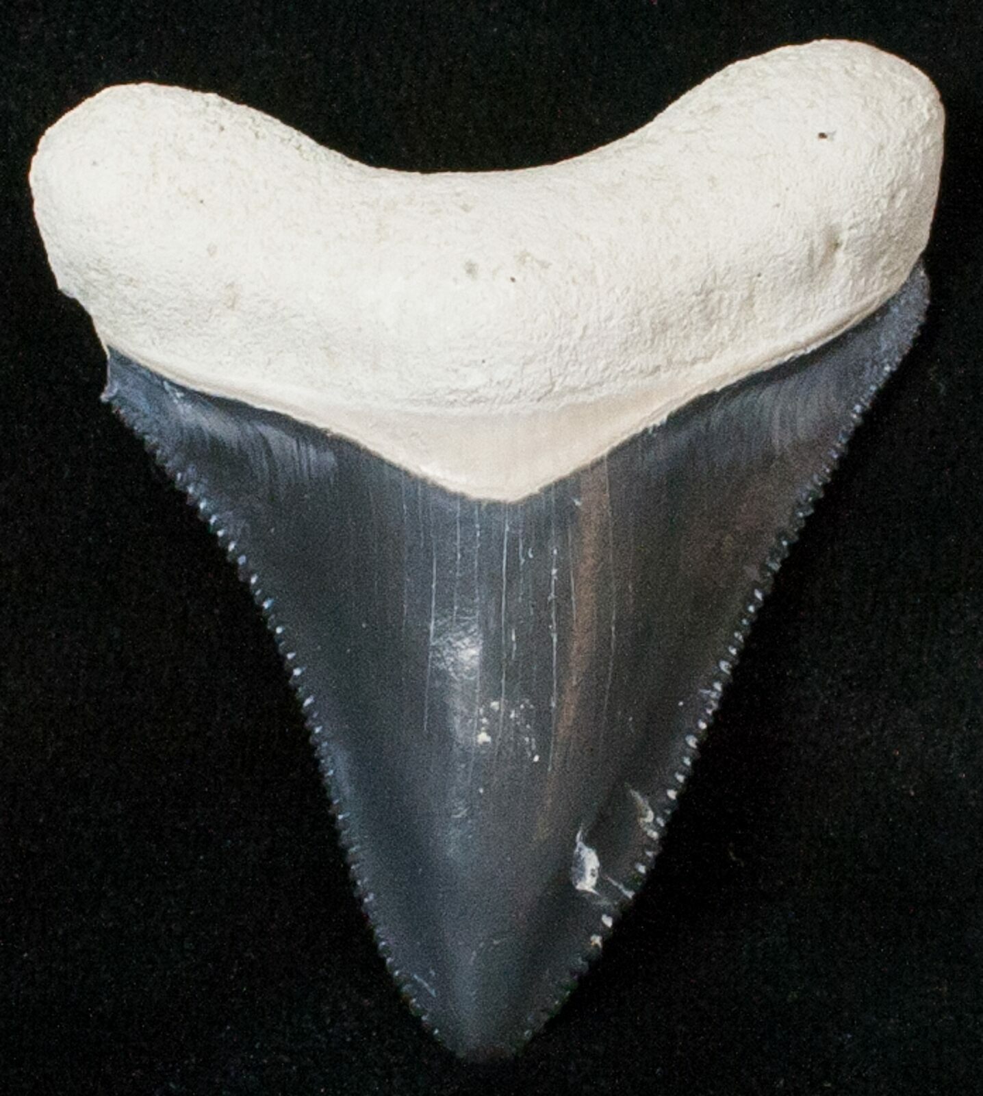 1.63" Serrated Bone Valley Megalodon Tooth (#17966) For Sale ...