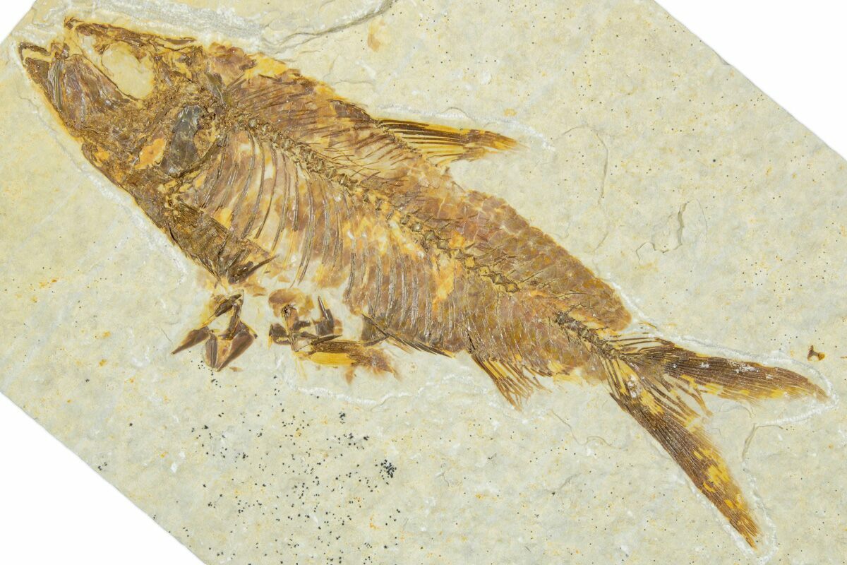 3.55" Detailed Fossil Fish (Knightia) - Wyoming (#330803) For Sale ...