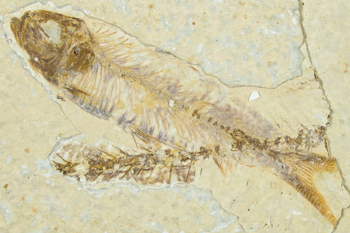 2.6" Detailed Fossil Fish (Knightia) - Wyoming (#330809) For Sale ...