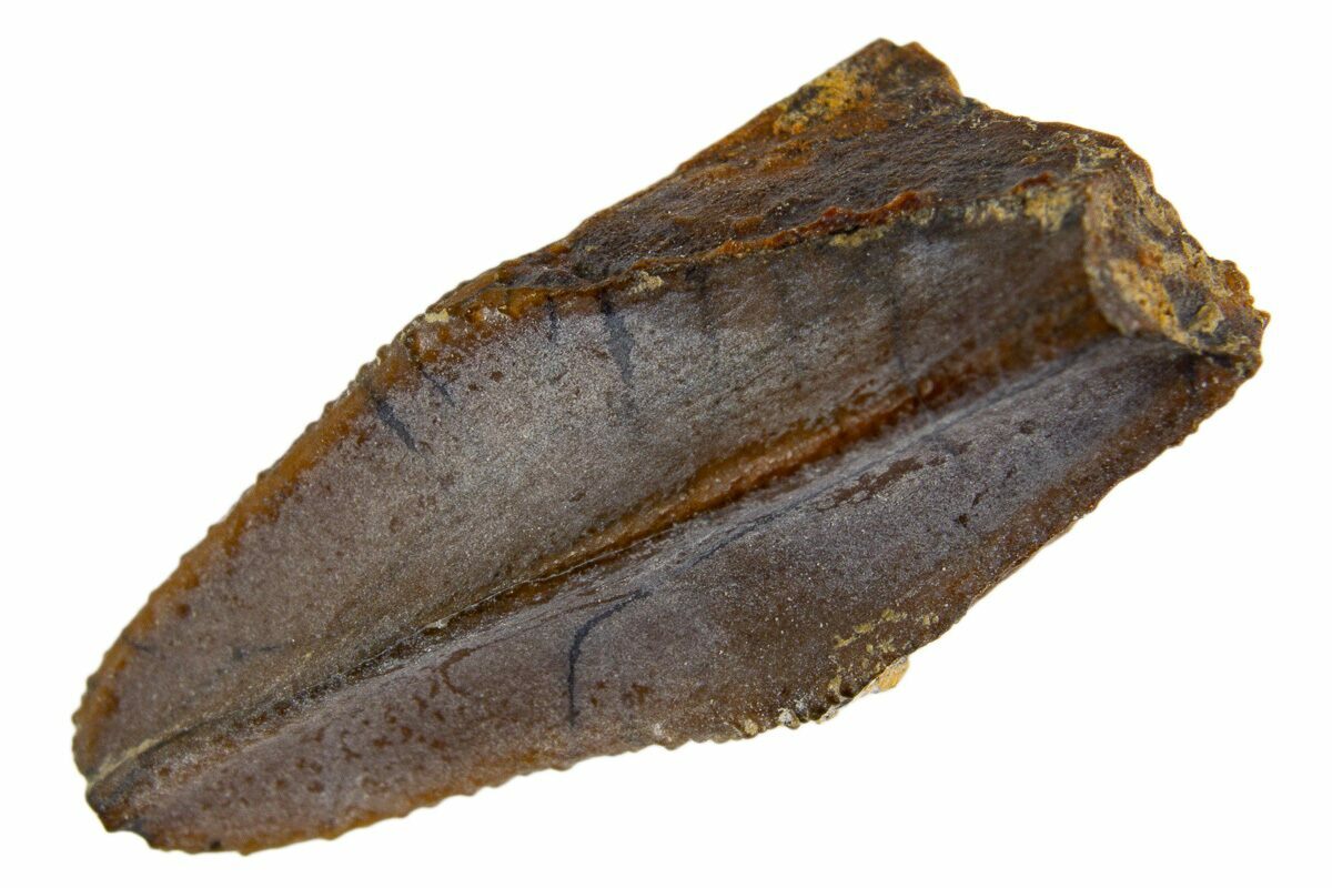 .67" Fossil Hadrosaur (Edmontosaurus) Tooth - Wyoming (#330922) For ...