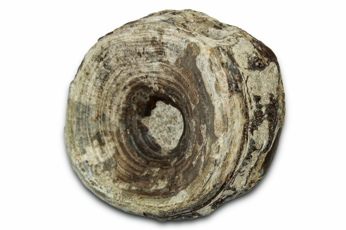 1.1" Fossil Ray-Finned Fish (Ichthyodectes) Vertebra - Kansas (#331025 ...