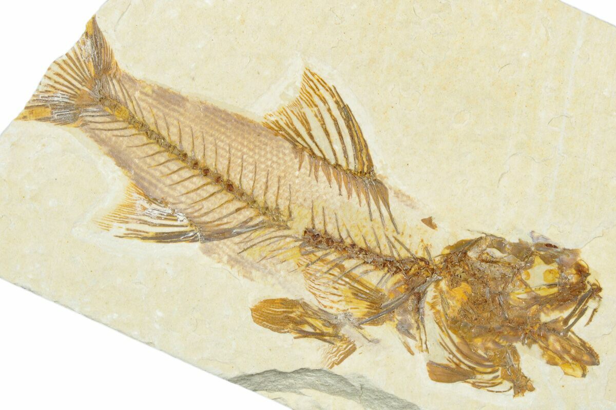 2.75" Fossil Fish (Amphiplaga) - Uncommon Species (#331041) For Sale ...