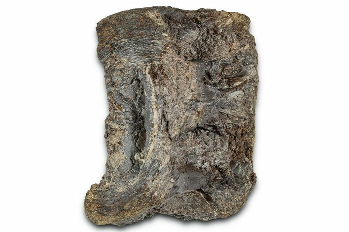2" Cretaceous Fossil Ray-Finned Fish (Xiphactinus) Vertebra - Kansas ...