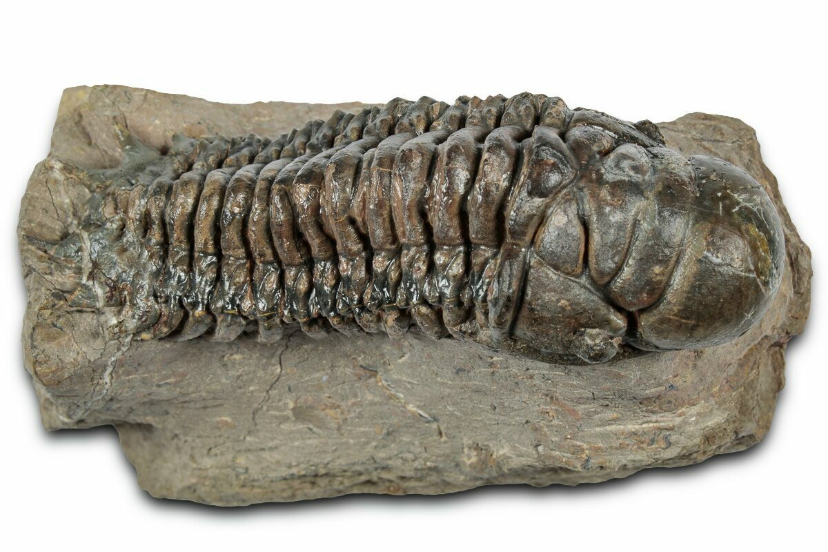 2.9" Detailed Crotalocephalina Trilobite - Atchana, Morocco (#331015 ...