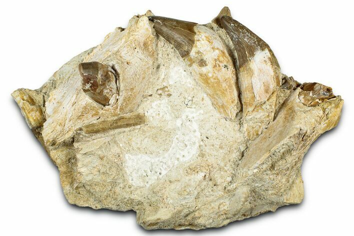 10.1" Fossil Primitive Whale (Basilosaurid) Teeth in Situ - Morocco ...