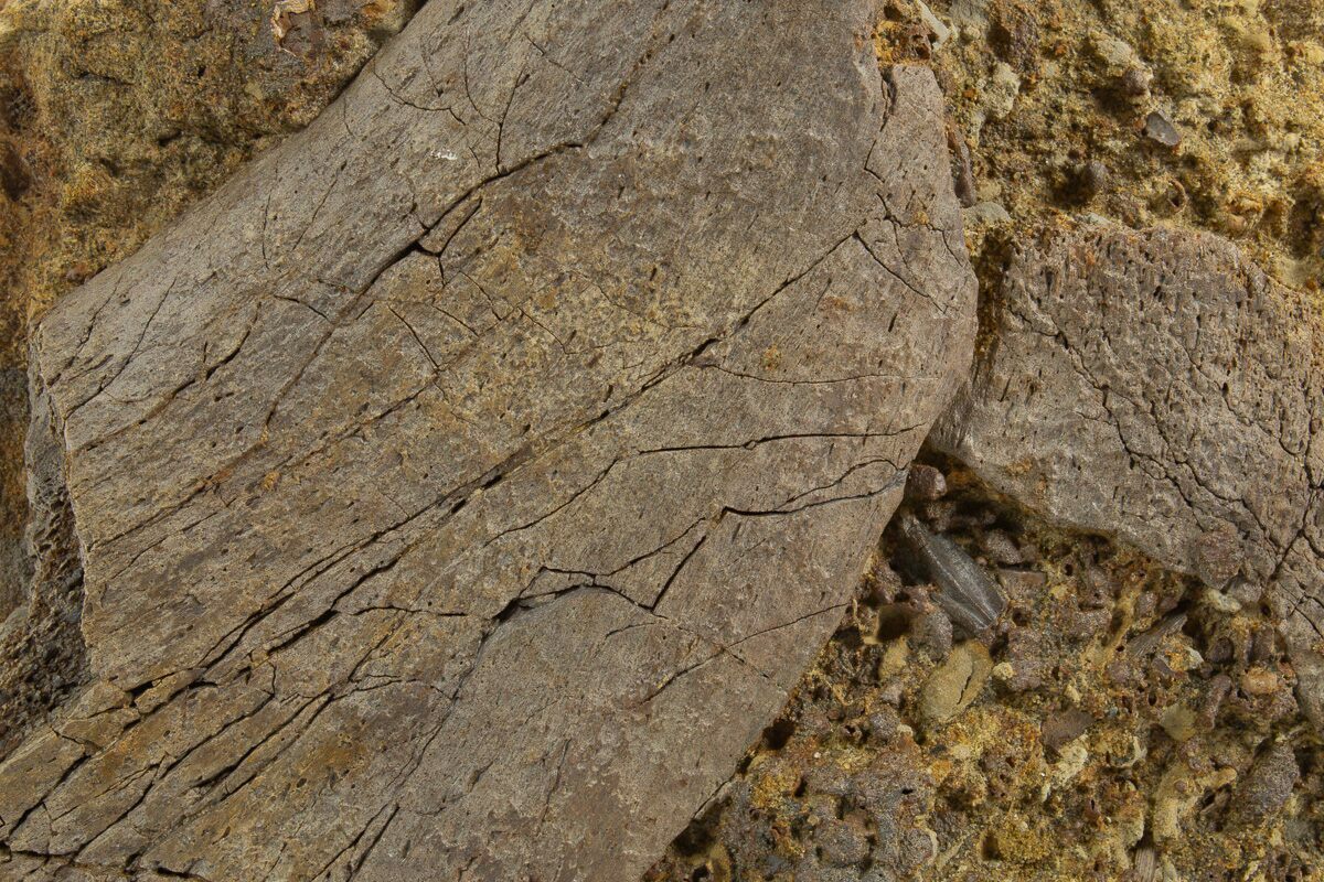 6.3" Sandstone with Hadrosaur Tooth, Tendon & Bones - Wyoming (#331102 ...