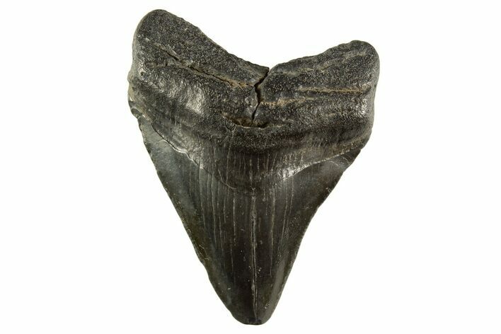 2.72" Juvenile Megalodon Tooth - South Carolina (#331464) For Sale ...