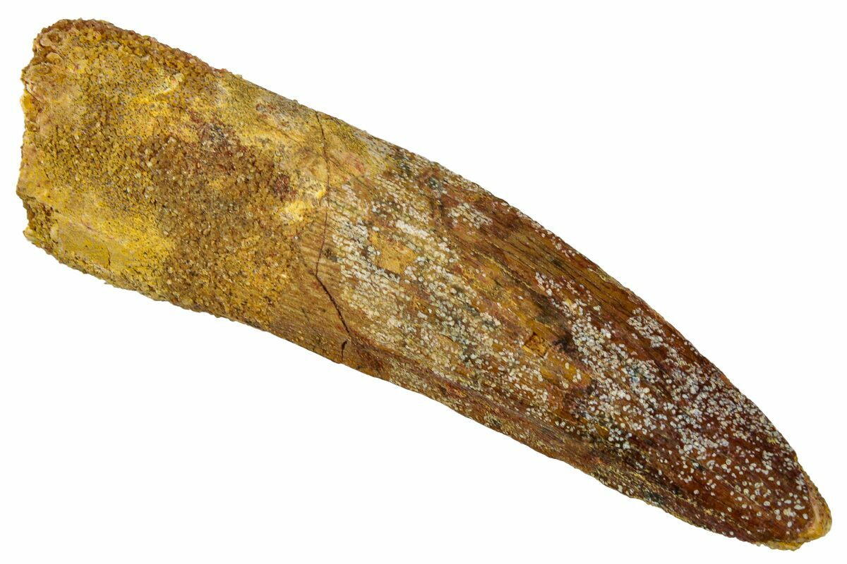 2.09" Fossil Spinosaurus Tooth - Real Dinosaur Tooth (#331502) For Sale ...