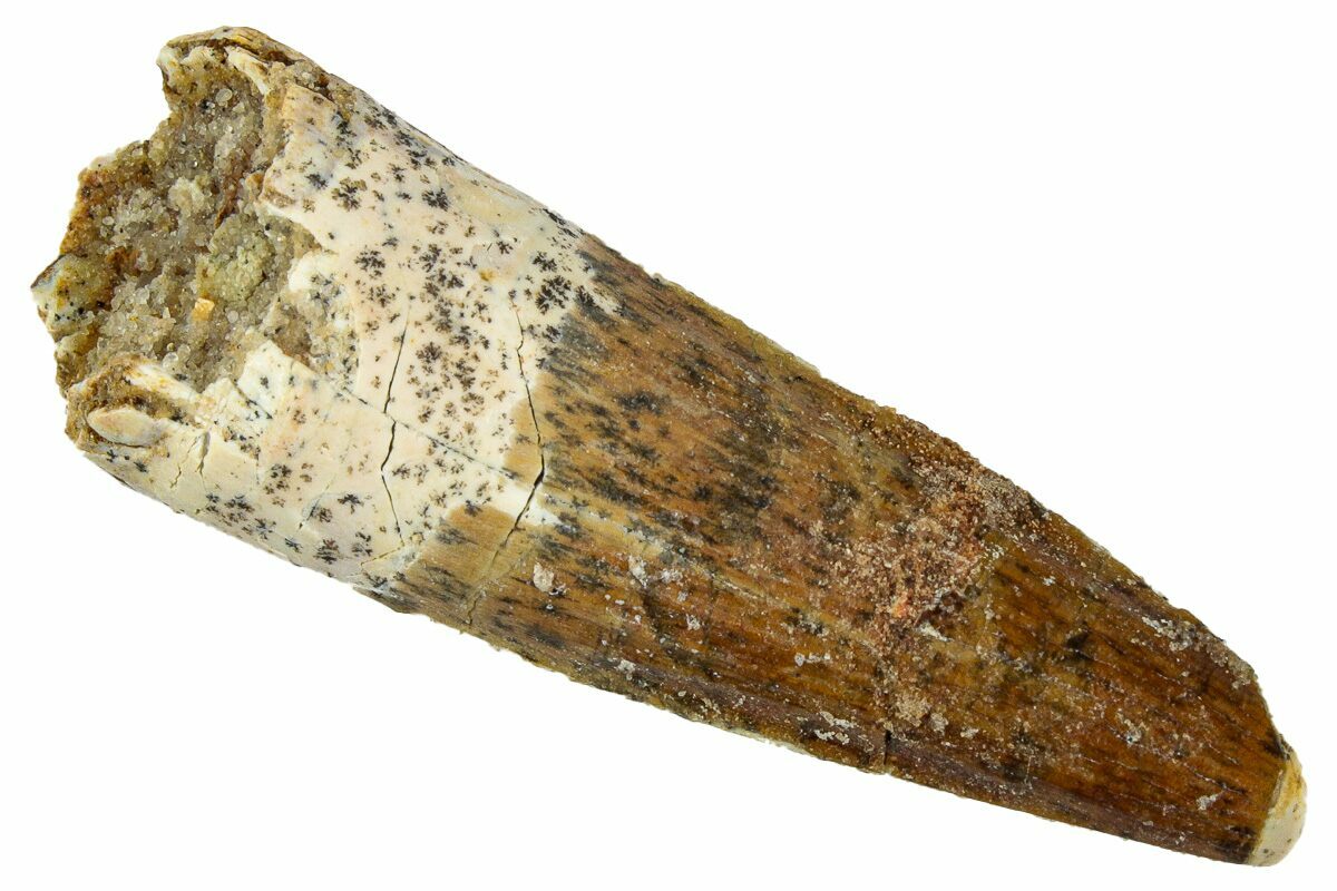 1.93" Fossil Spinosaurus Tooth - Real Dinosaur Tooth (#331505) For Sale ...