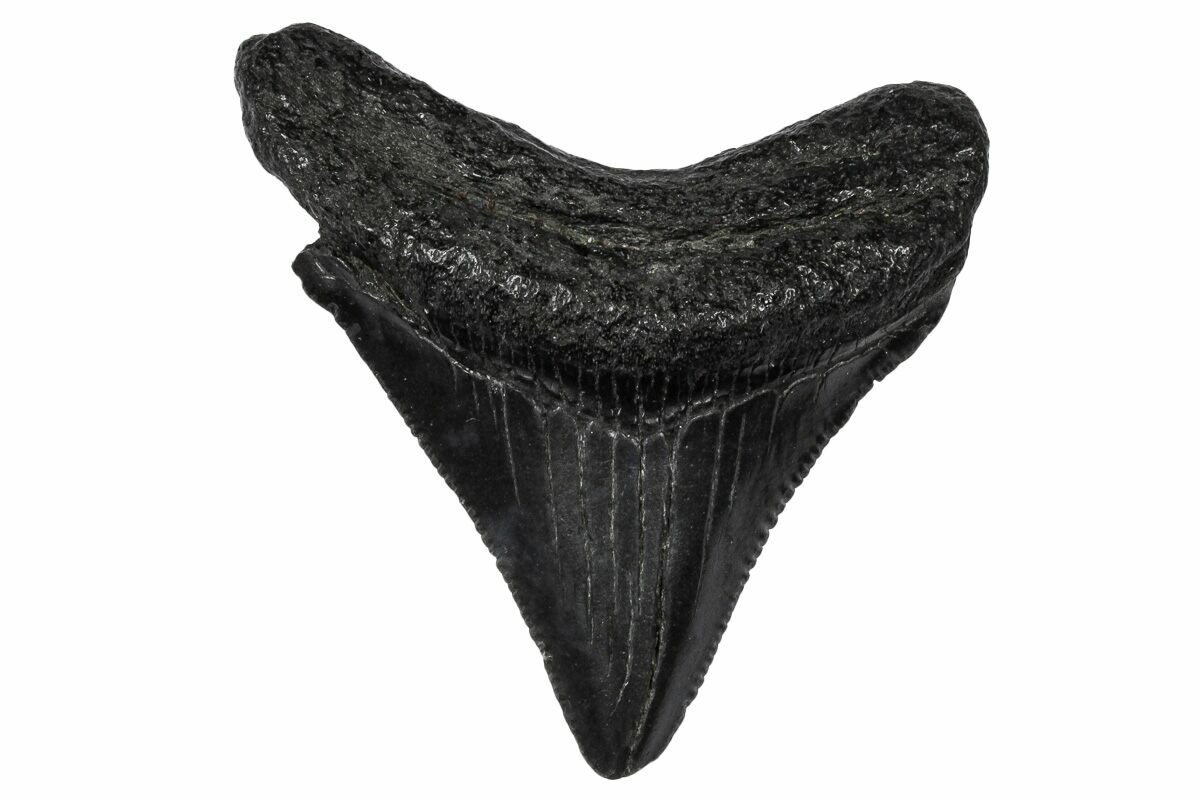 Serrated, 2.09" Juvenile Megalodon Tooth - South Carolina (#332155) For ...