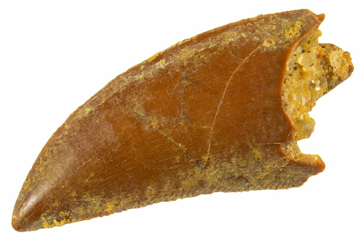 Serrated .84" Raptor Tooth - Real Dinosaur Tooth (#332150) For Sale ...