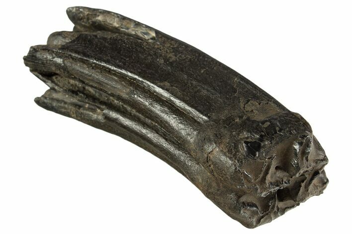 3.65" Pleistocene Aged Fossil Horse Tooth - South Carolina (#332374 ...