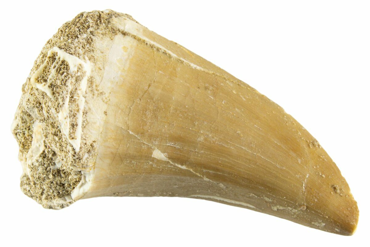 2" Fossil Mosasaur (Hainosaurus) Tooth - Morocco (#332953) For Sale ...