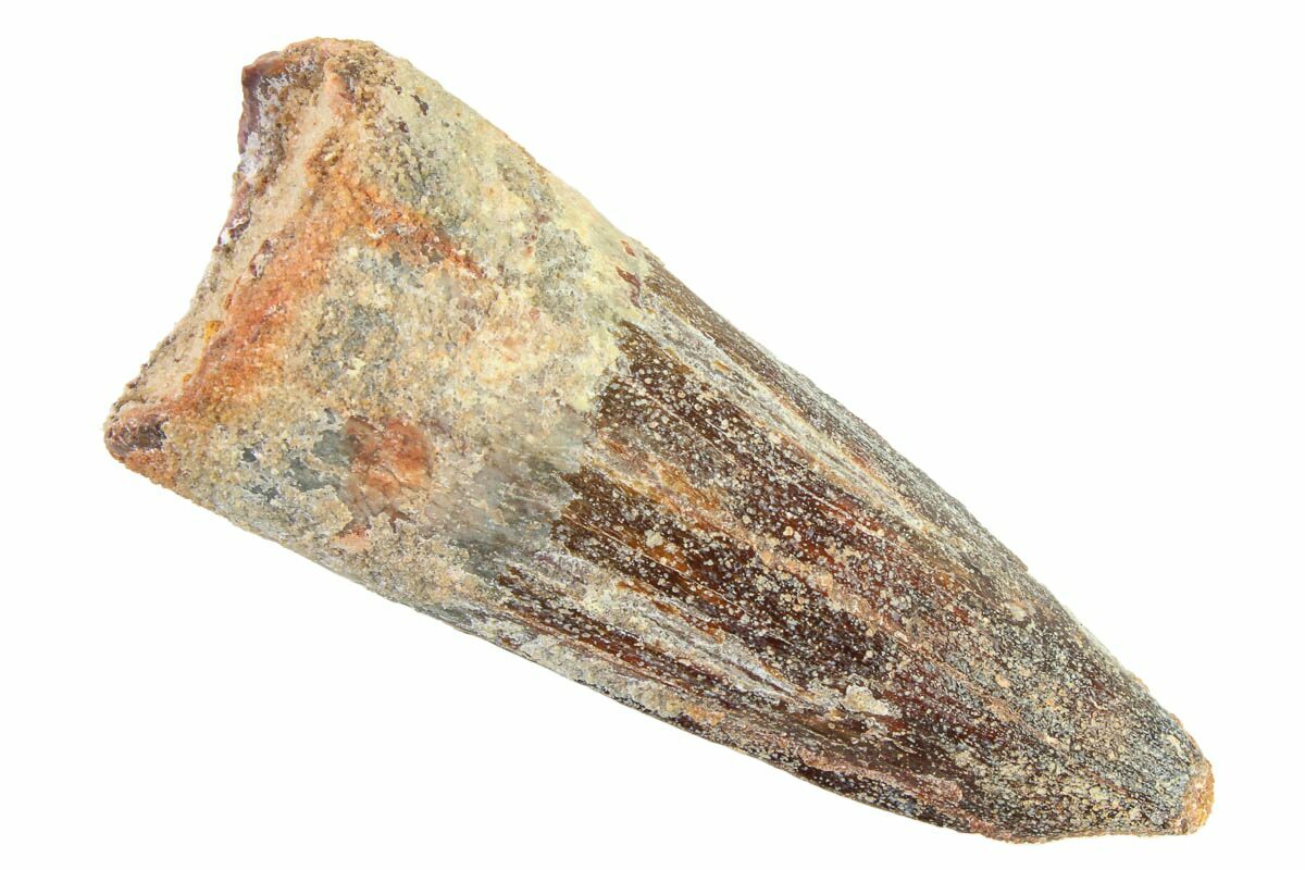 2.70" Fossil Spinosaurus Tooth - Real Dinosaur Tooth (#332717) For Sale ...