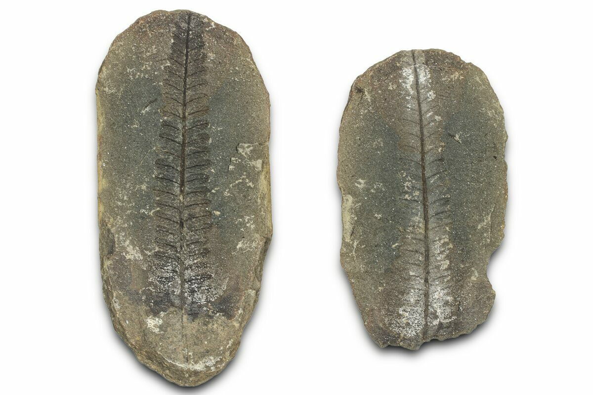 2.5" Fossil Fern (Pecopteris) Nodule Pos/Neg - Mazon Creek (#331700 ...