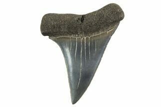 1.58" Fossil Long-Fin Mako (Isurus retroflexus) Tooth - South Carolina ...