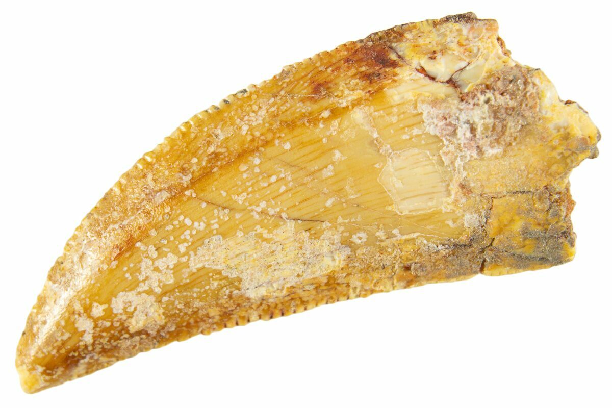 Serrated .80" Raptor Tooth - Real Dinosaur Tooth (#332659) For Sale ...